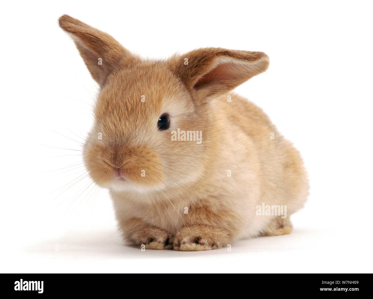 Sandy Lop rabbit kit, age 3 weeks Stock Photo - Alamy