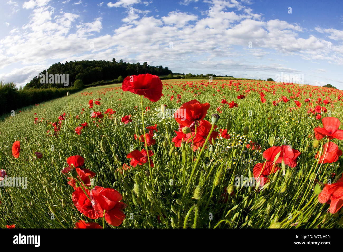 Common poppies (Papaver rhoeas) in oat field managed without chemicals ...
