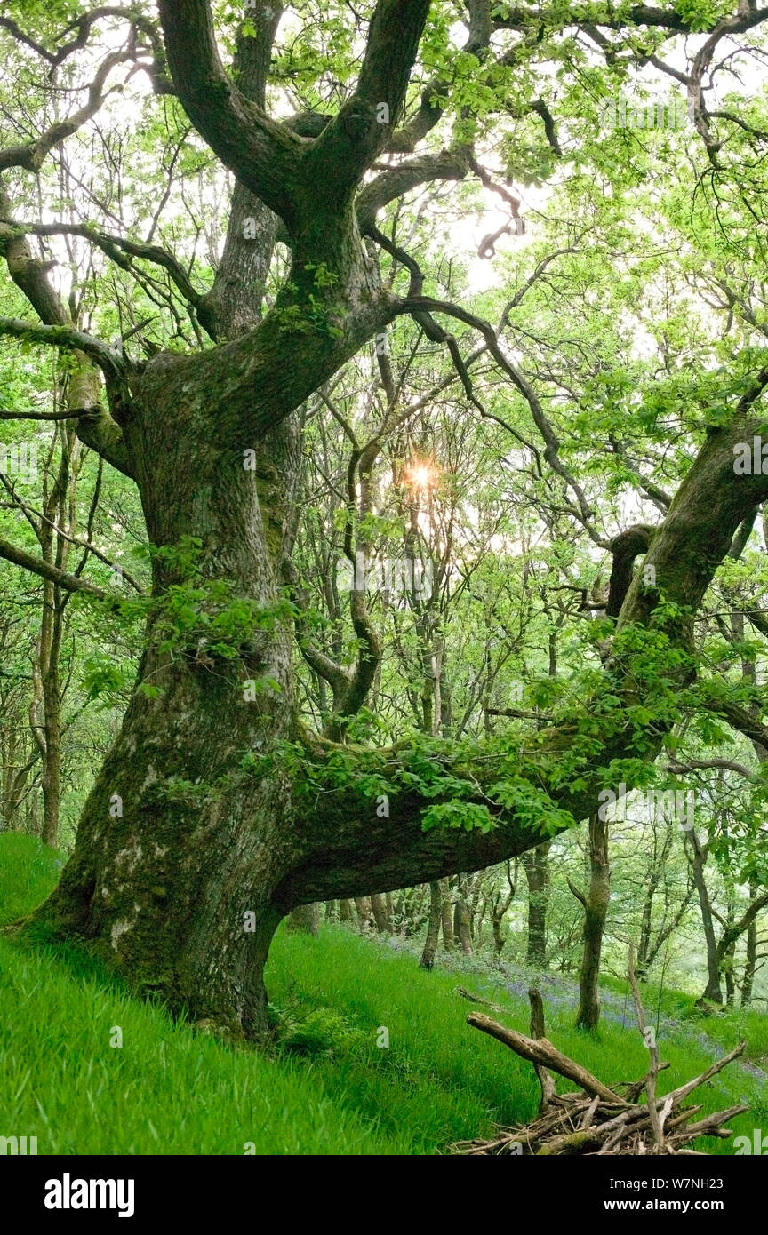 Ancient woodland uk oak spring hi-res stock photography and images - Alamy