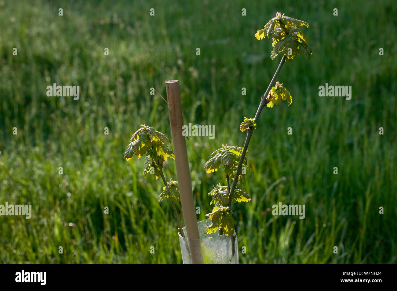 Oak tree saplings hi-res stock photography and images - Alamy