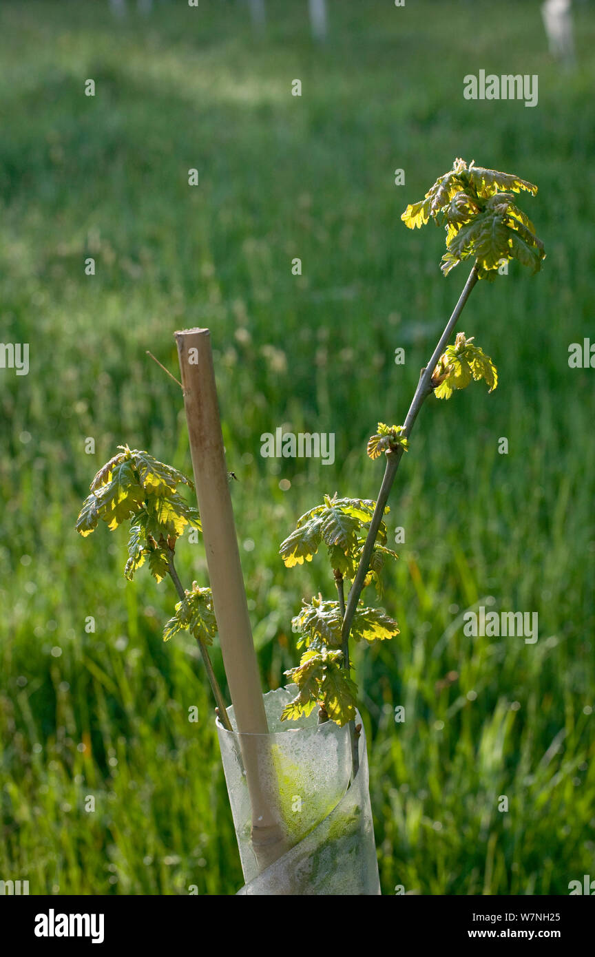 Oak tree saplings hi-res stock photography and images - Alamy