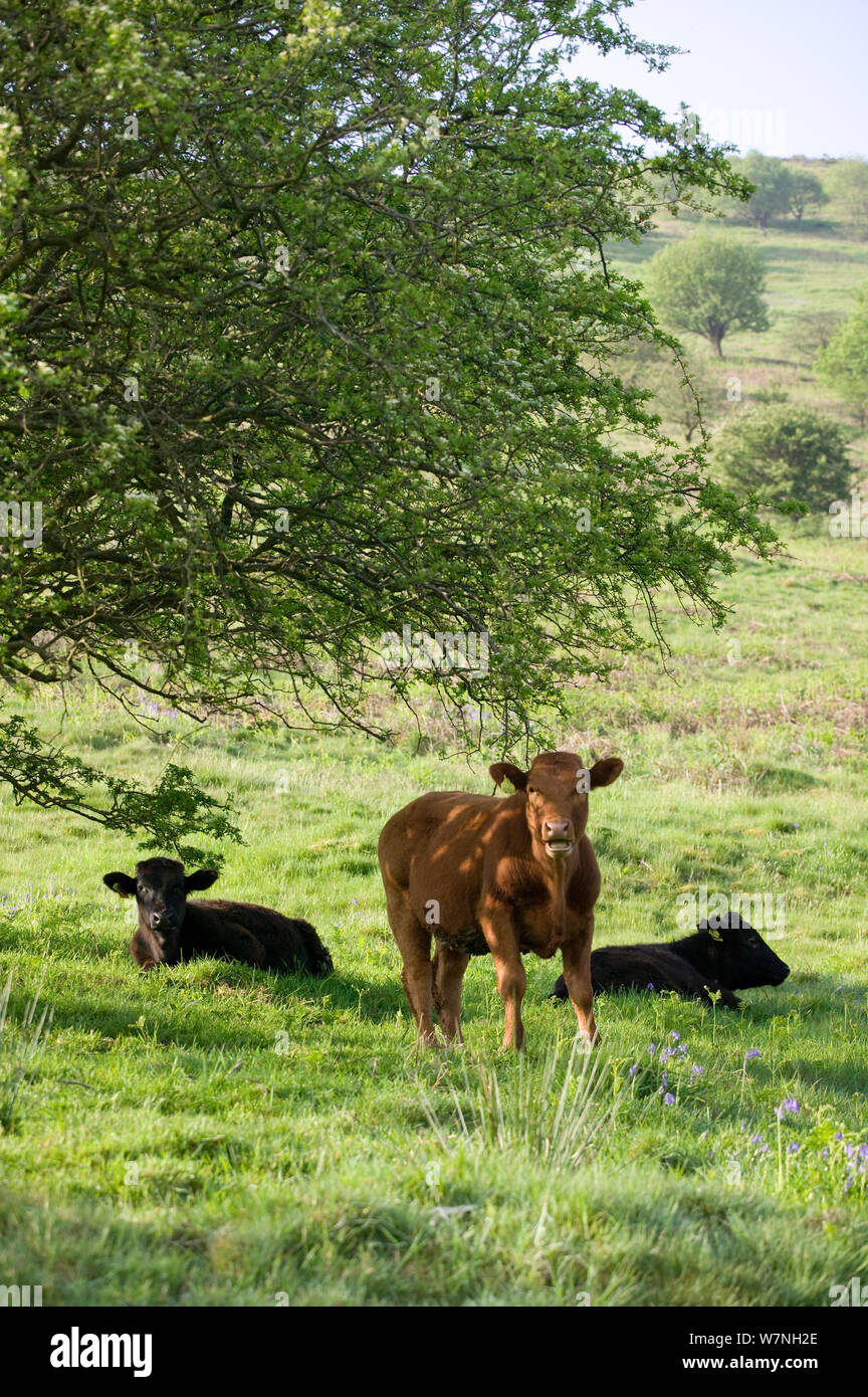 Cattle shade hi-res stock photography and images - Alamy