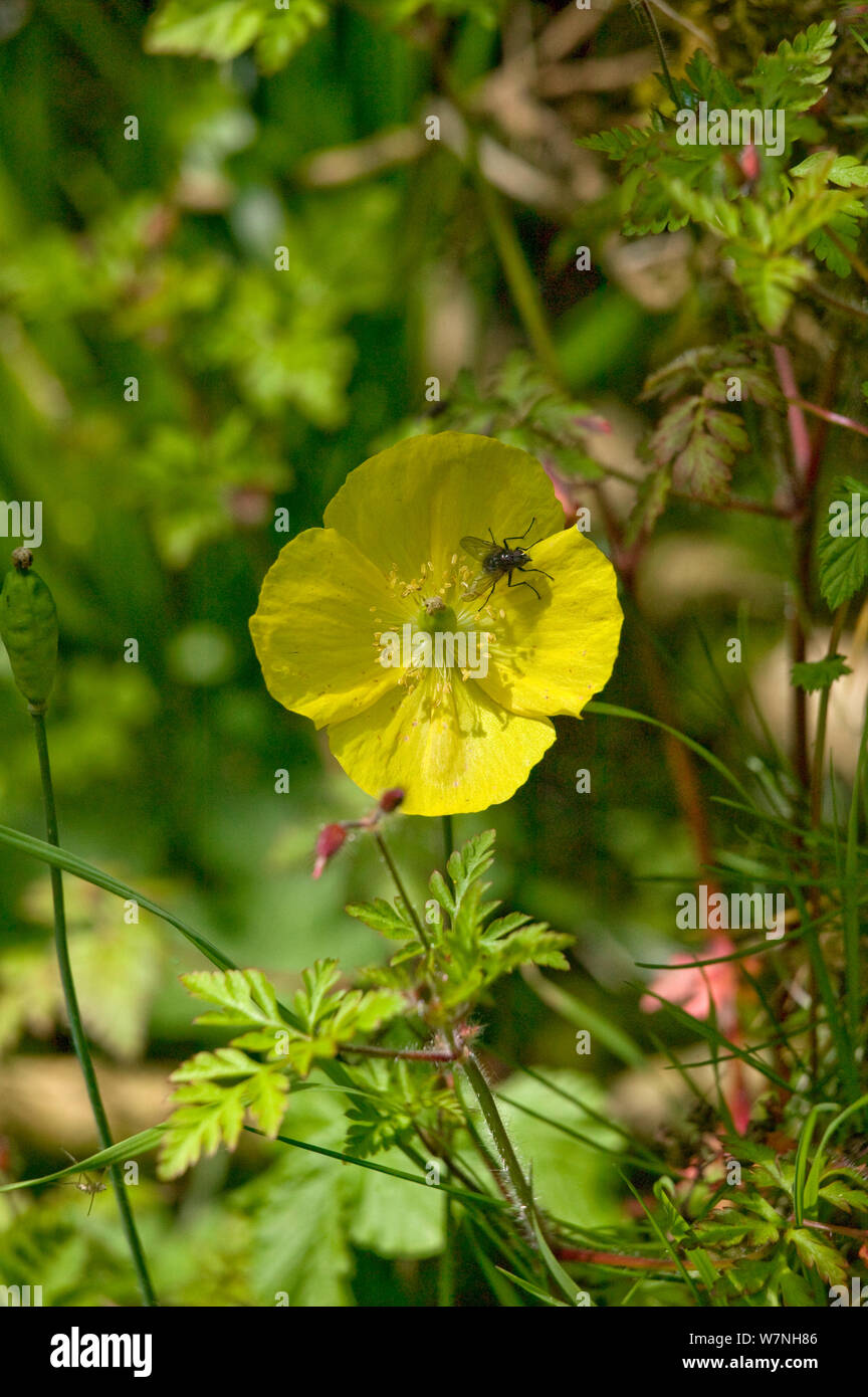 Native Welsh poppy (Meconopsis cambrica) with house fly, Gilfach Nature ...