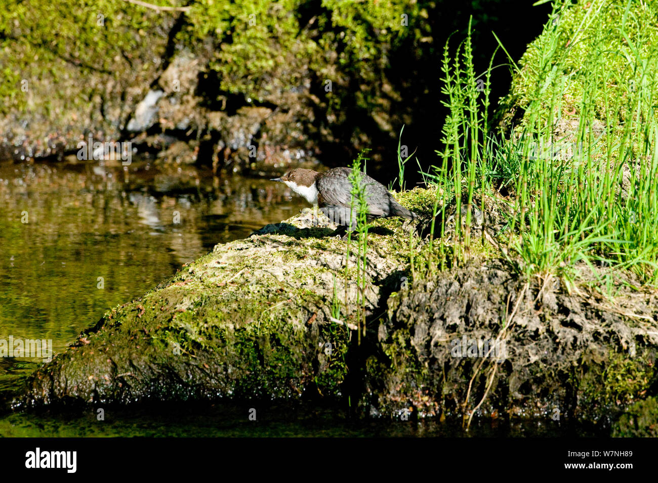 Dippers uk hi-res stock photography and images - Alamy