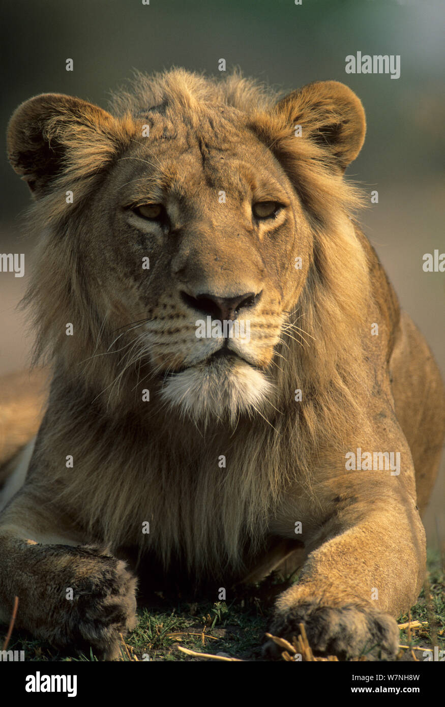 Lioness (Panthera leo) with mane, a rare mutation that causes her to ...