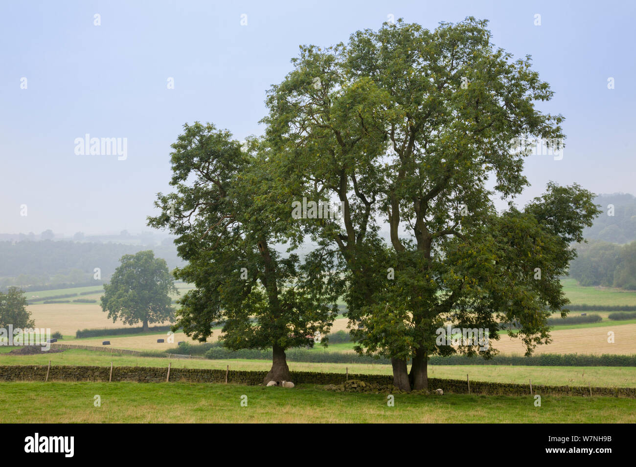 Ash trees (Fraxinus excelsior), Peak District National Park, Derbyshire ...