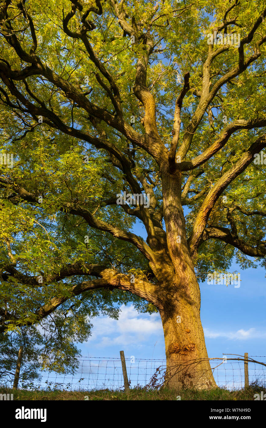 Ash tree (Fraxinus excelsior) looking up to canopy, Peak District ...