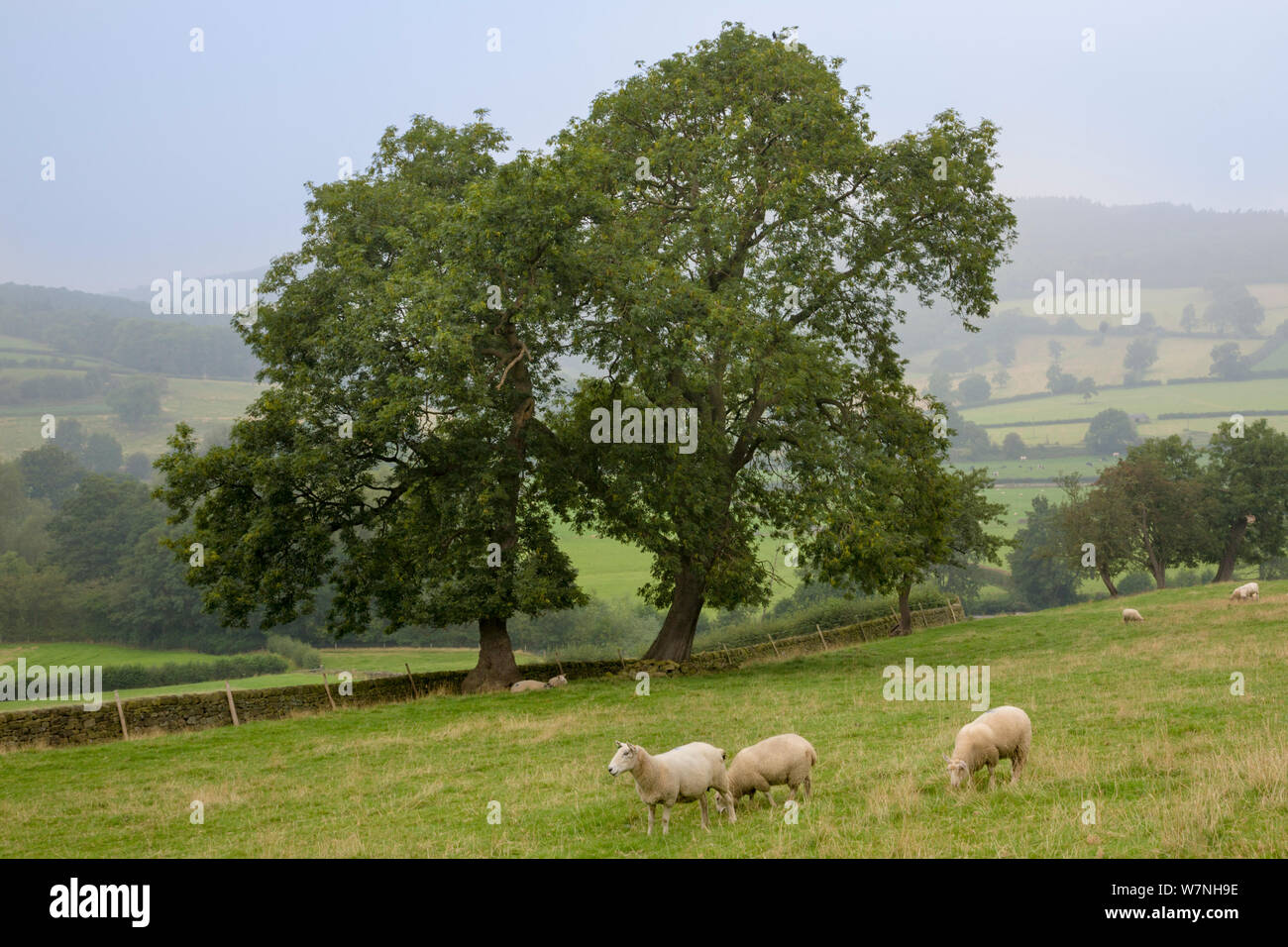 Ash trees (Fraxinus excelsior) with grazing Sheep, Peak District ...