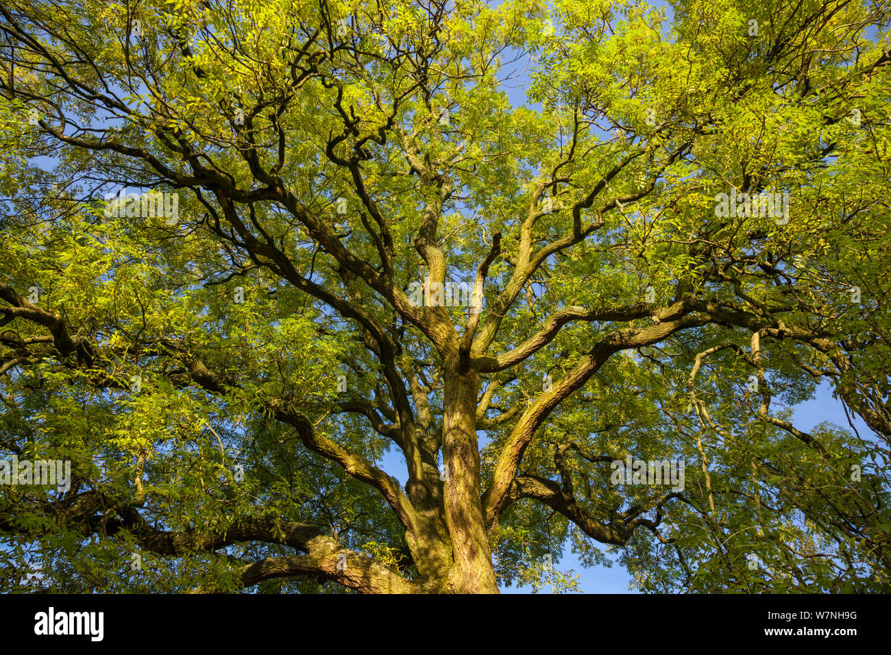 Ash tree (Fraxinus excelsior) looking up to canopy, Peak District ...