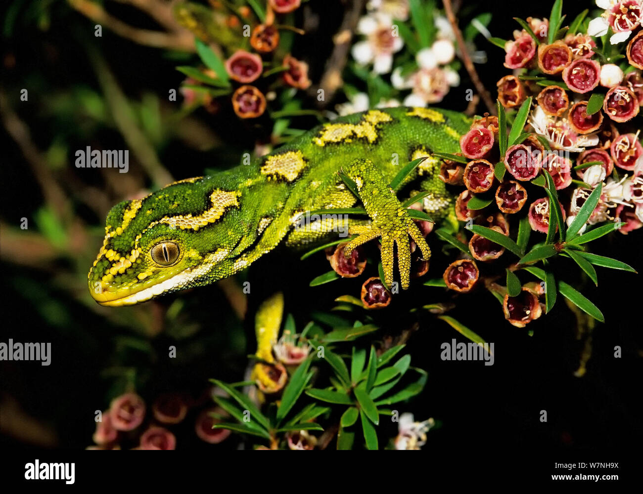Kunzea hi-res stock photography and images - Alamy