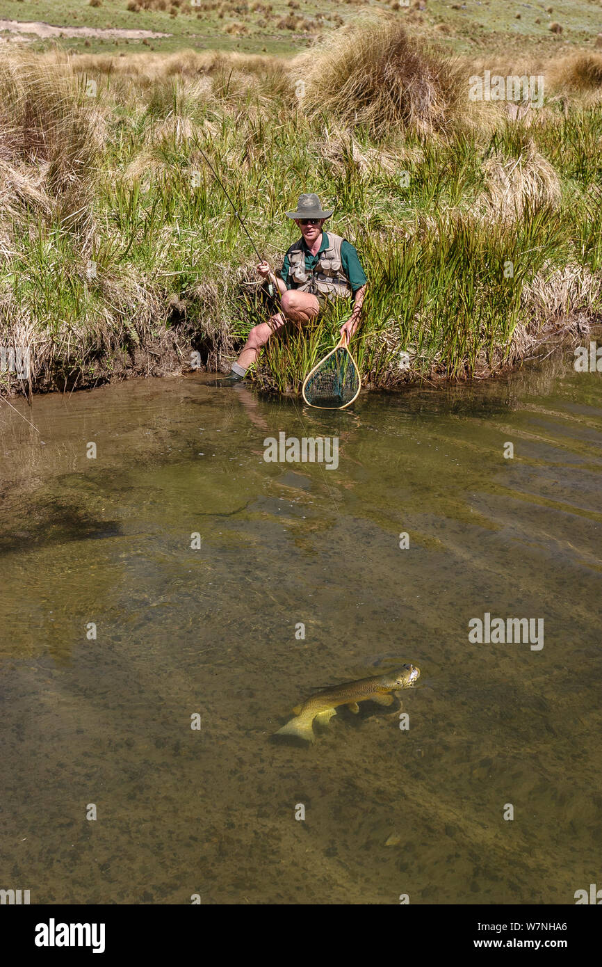 Brown trout fish australia hi-res stock photography and images - Alamy