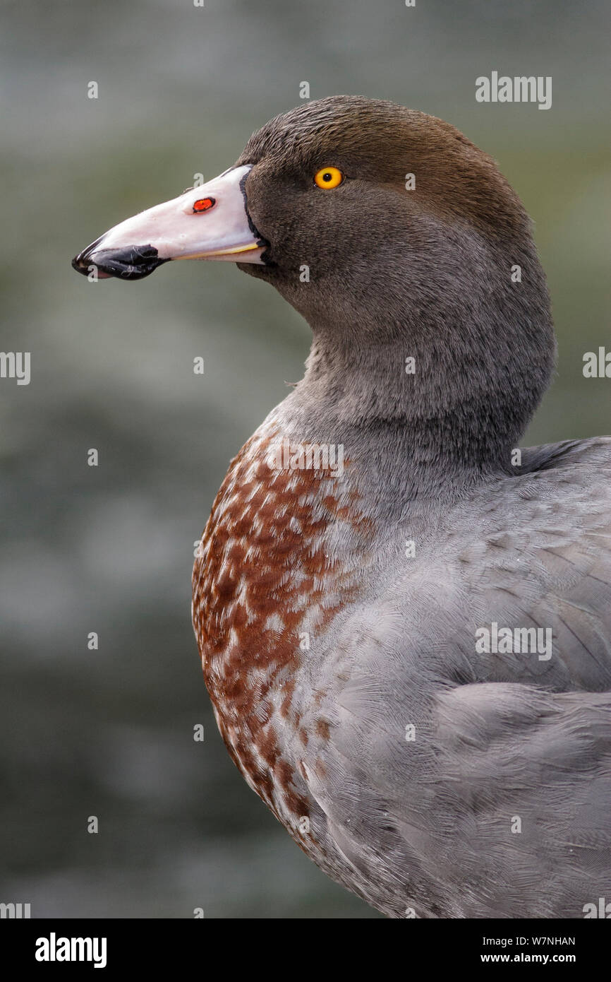 Maori name hi-res stock photography and images - Alamy