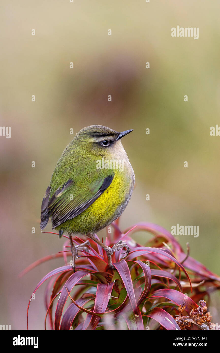 New Zealand Rock Wren (Xenicus gilviventris) pineapple shrub ...