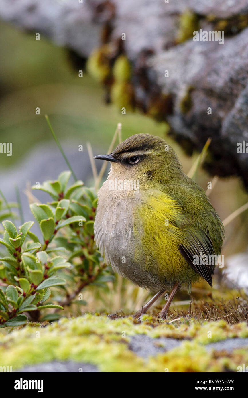 New Zealand Rock Wren (Xenicus gilviventris) portait, Homer Tunnel ...
