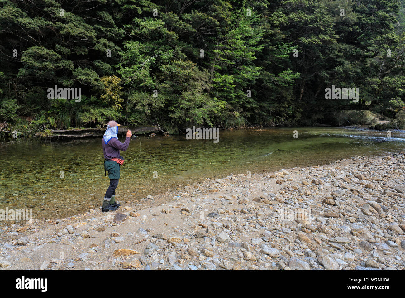 Fly fisherman (Paul van Klink) hooking a lively brown trout (Salmo ...