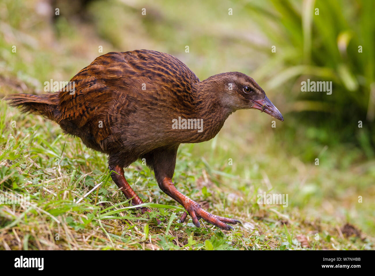 Western Weka (Gallirallus australis australis) foraging for food ...