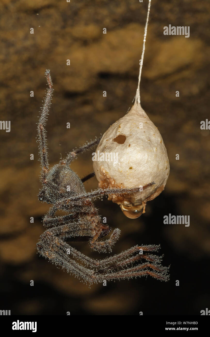 Nelson Cave Spider (Spelungula cavernicola) covered in dew, sitting on ...