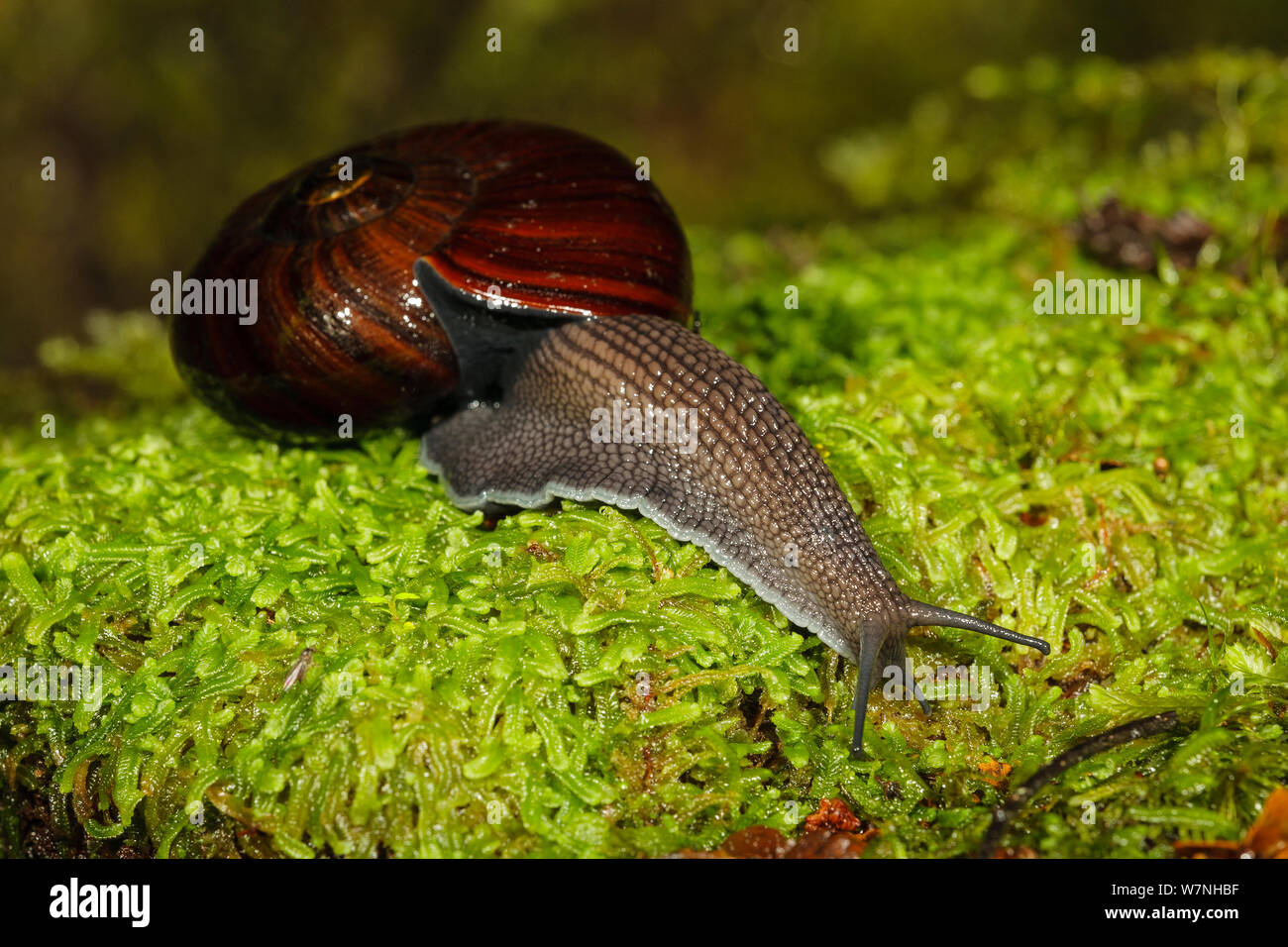 New zealand land snail hi-res stock photography and images - Alamy