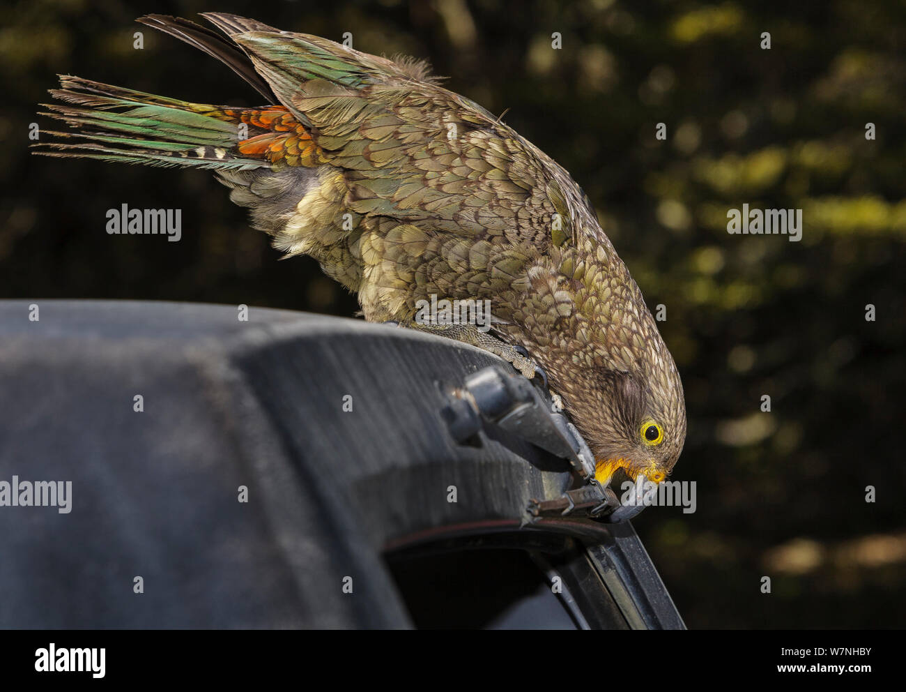 Kea parrot biting hi-res stock photography and images - Alamy