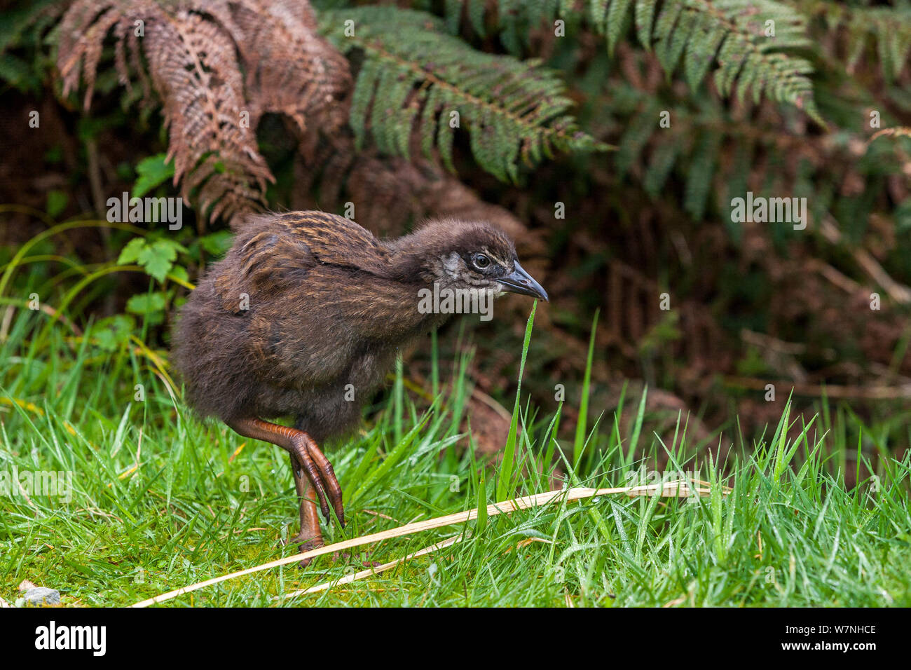 Weka new zealand hi-res stock photography and images - Alamy