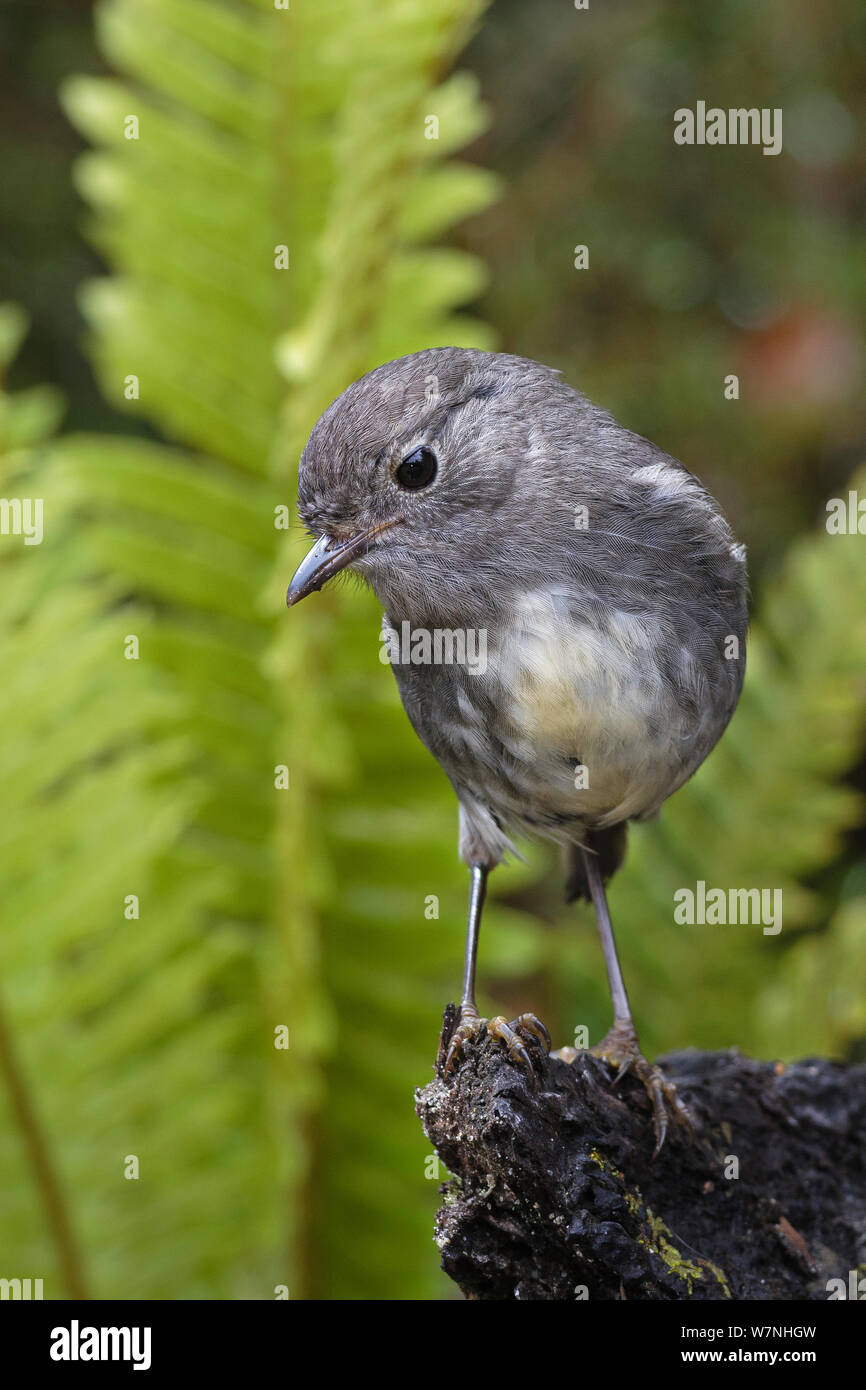 South Island Robin (Petroica australis australis) perched on stump ...