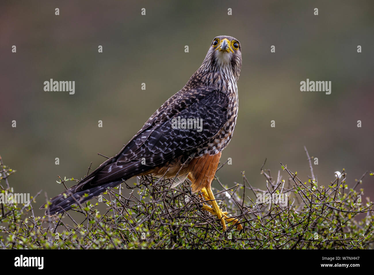 New zealand falcon hi-res stock photography and images - Alamy