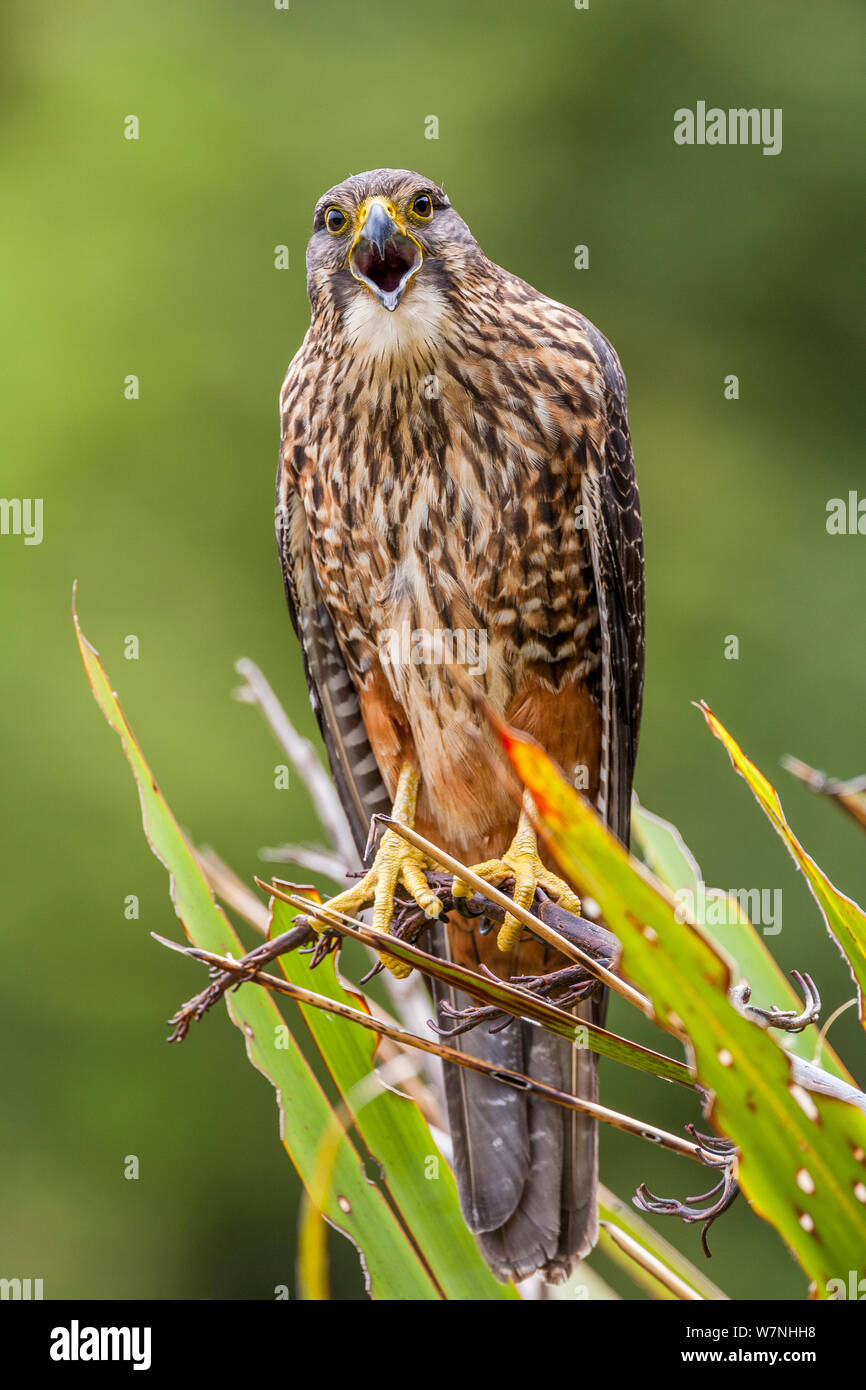 New zealand falcon hi-res stock photography and images - Alamy