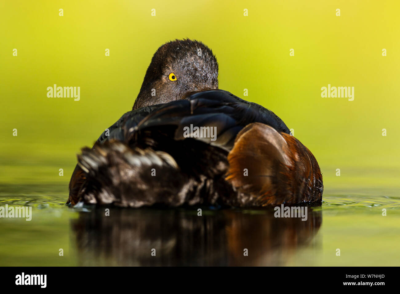 New Zealand Scaup (Aythya novaeseelandiae) at rest, early morning light ...