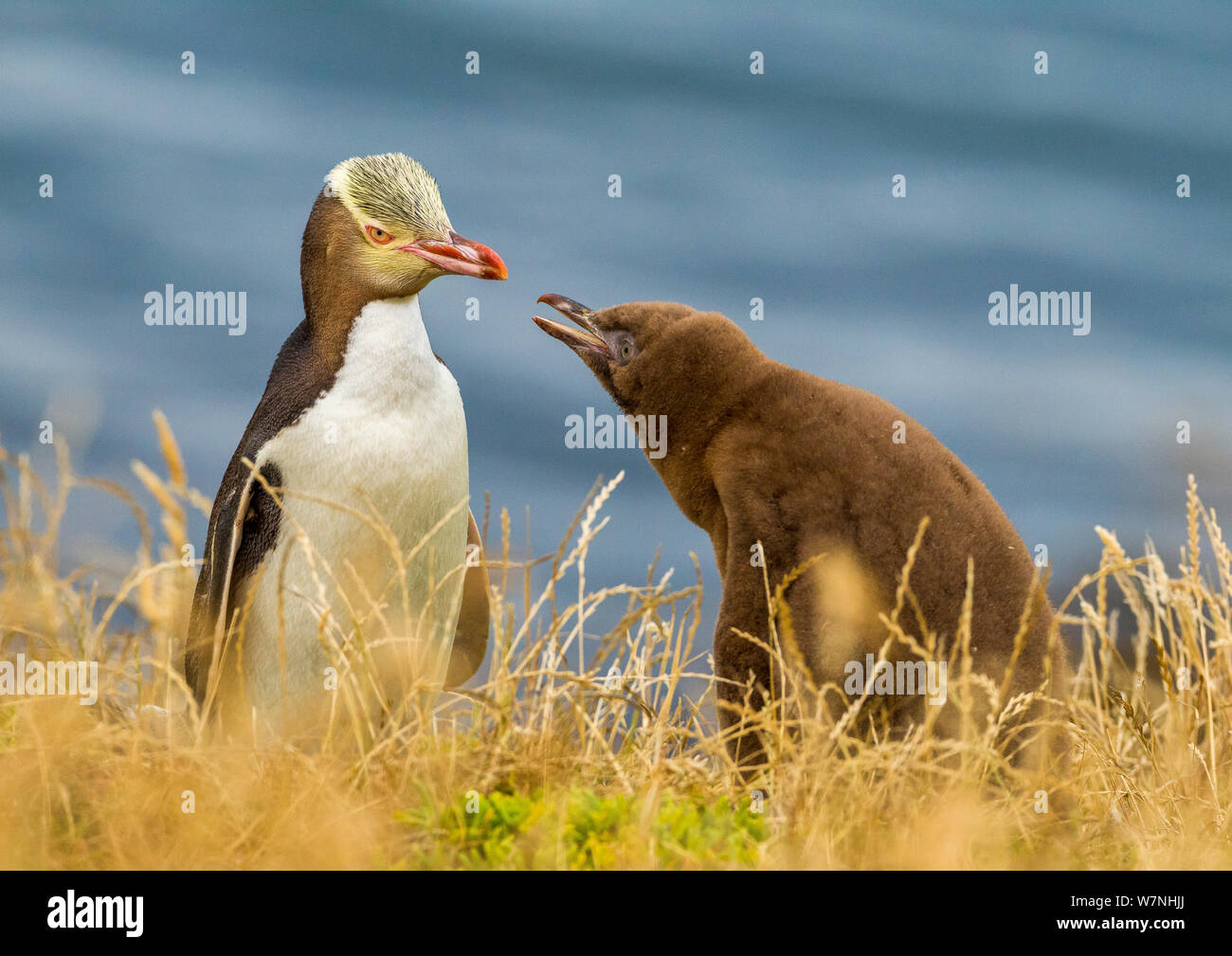 Hoiho point hi-res stock photography and images - Alamy