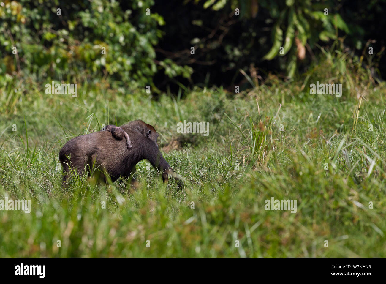 Dead gorilla hi-res stock photography and images - Alamy