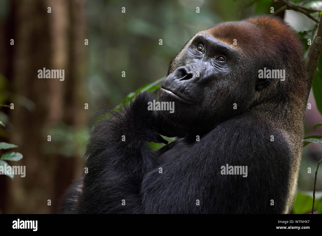 Western lowland gorilla (Gorilla gorilla gorilla) dominant male ...