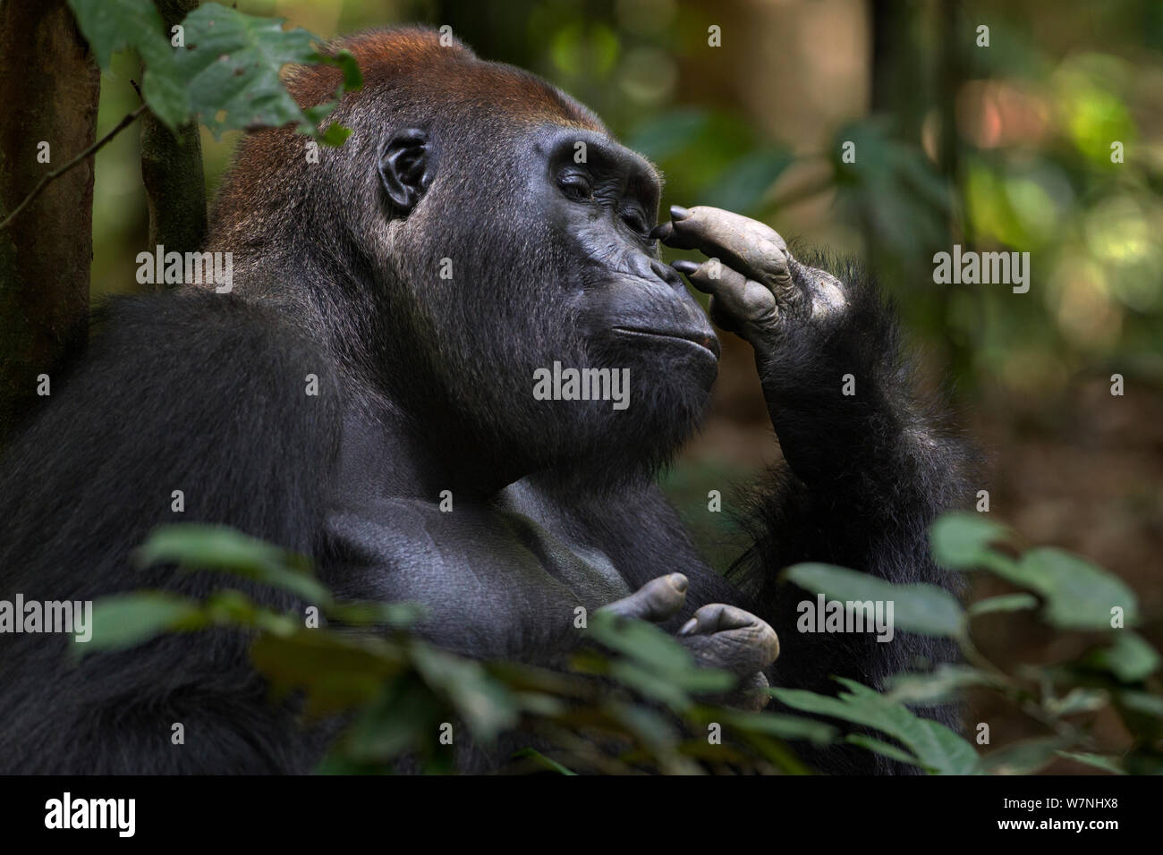 Gorilla scratching head hi-res stock photography and images - Alamy