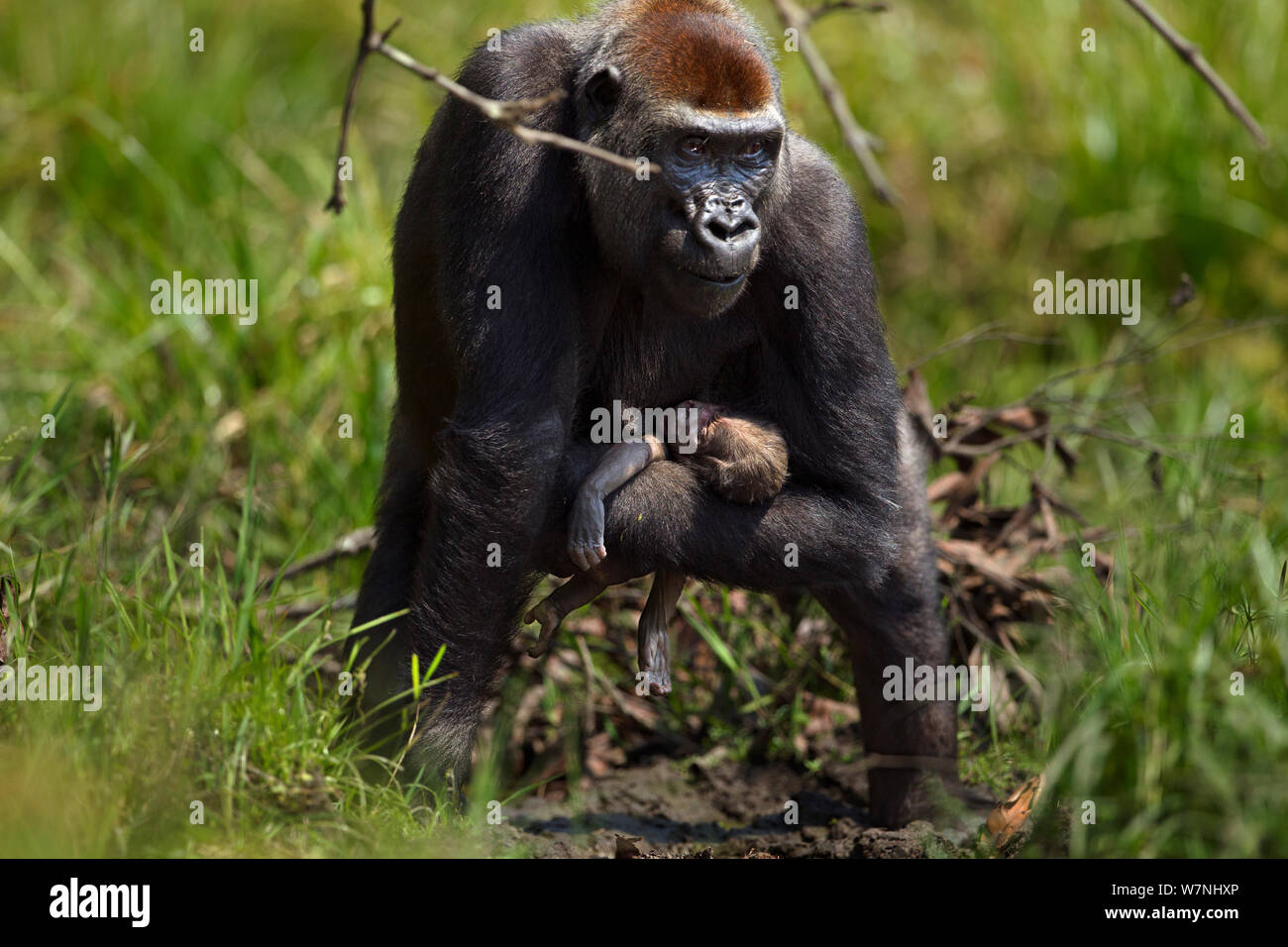 Dead gorilla hi-res stock photography and images - Alamy