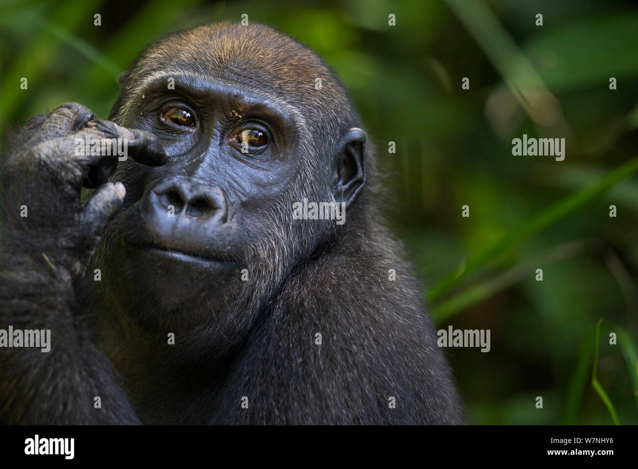 Gorilla scratching head hi-res stock photography and images - Alamy