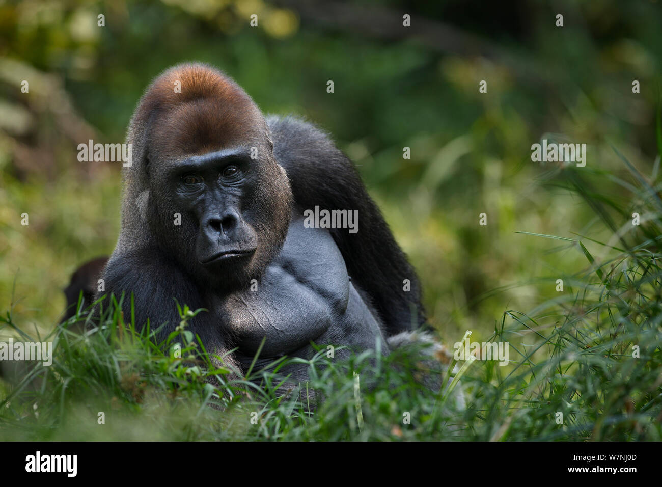 Silverback gorilla sitting in forest hi-res stock photography and ...