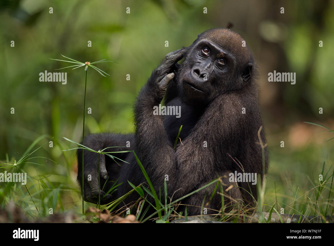 Gorilla Scratching High Resolution Stock Photography and Images - Alamy