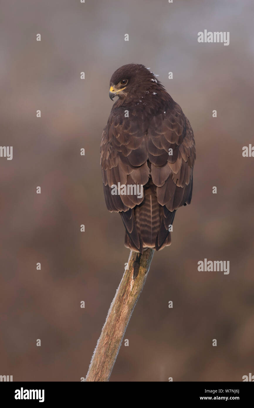 Common buzzard (buteo buteo) rear view of bird perched on post, France ...