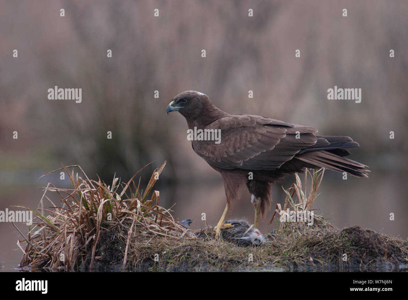 Western Marsh harrier (Circus aeruginosus) eating a dead Copyu / Nutria ...