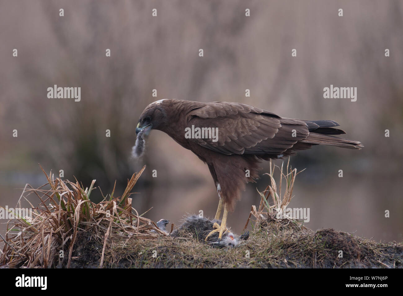 Western Marsh harrier (Circus aeruginosus) eating a dead Copyu / Nutria ...