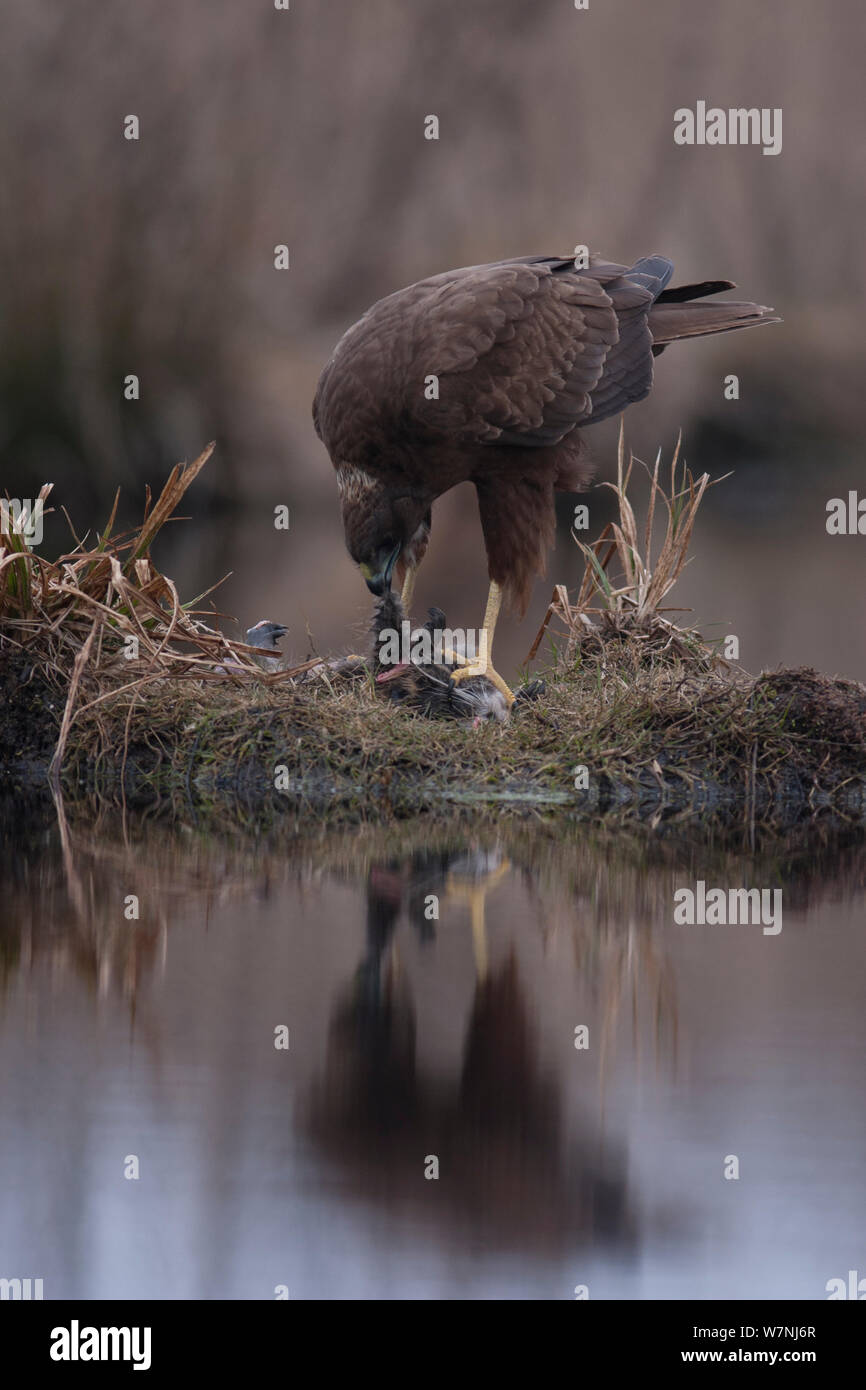 Western Marsh harrier (Circus aeruginosus) eating a dead Copyu / Nutria ...