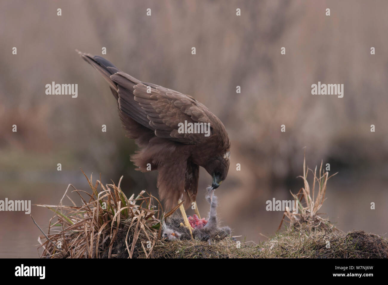 Western Marsh harrier (Circus aeruginosus) eating a dead Copyu / Nutria ...