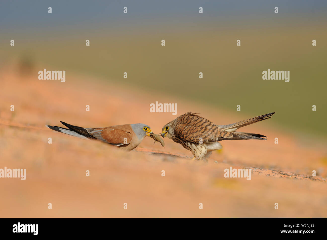 Mating gift hi-res stock photography and images - Alamy