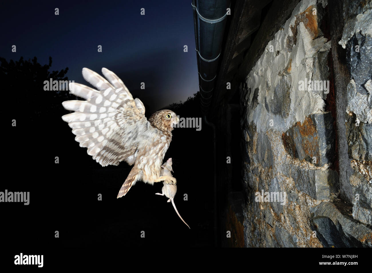 Little owl (Athene noctua) flying with prey to nest in wall, at night ...