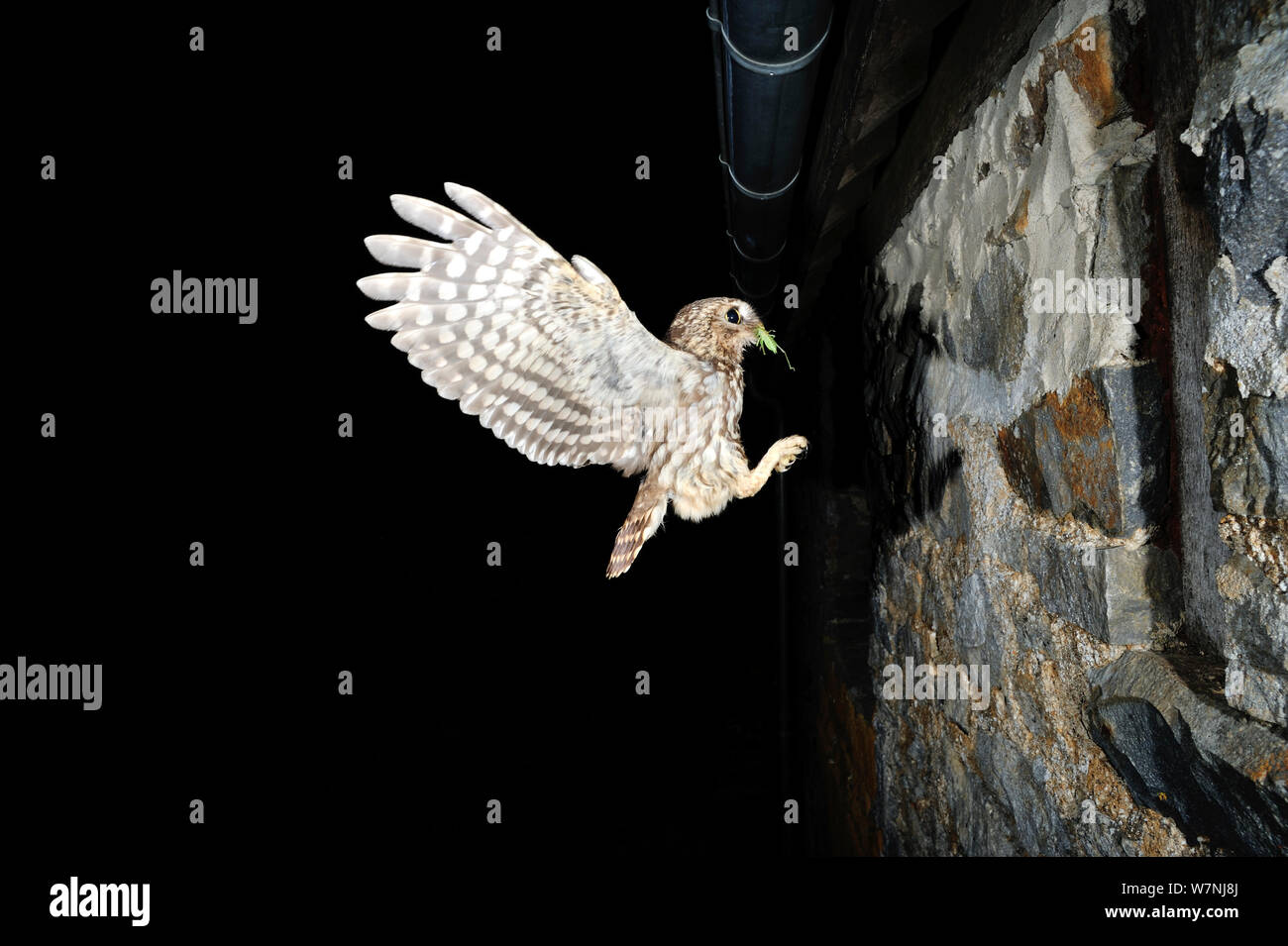 Little owl (Athene noctua) flying with prey to nest in wall, at night ...