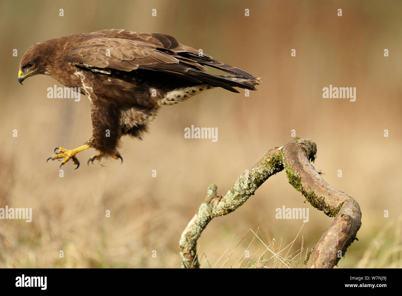Jumping off perch hi-res stock photography and images - Alamy