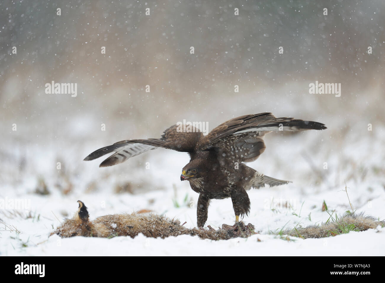 Common buzzard (Buteo buteo) feeding in dead fox in winter, France ...