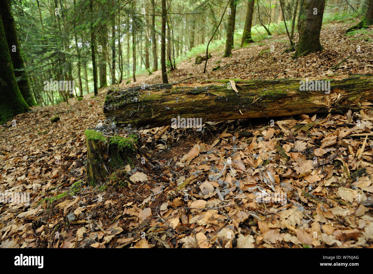 Sparrowhawk (Accipiter nisus) plucking post on fallen tree with remains ...