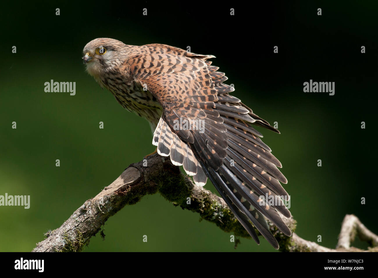 Defecate hi-res stock photography and images - Alamy