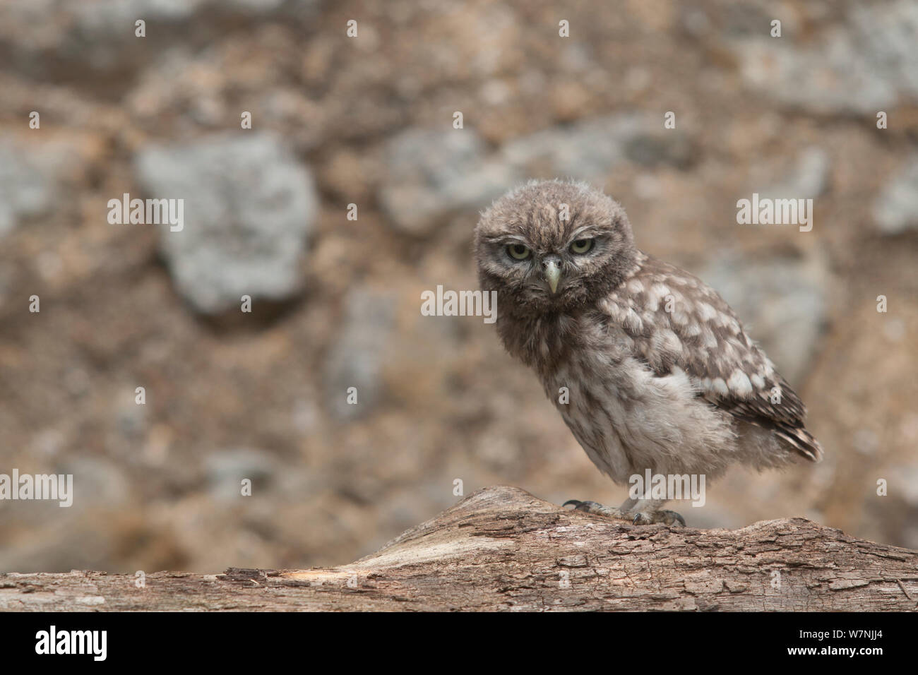 Juvenile owls hi-res stock photography and images - Alamy