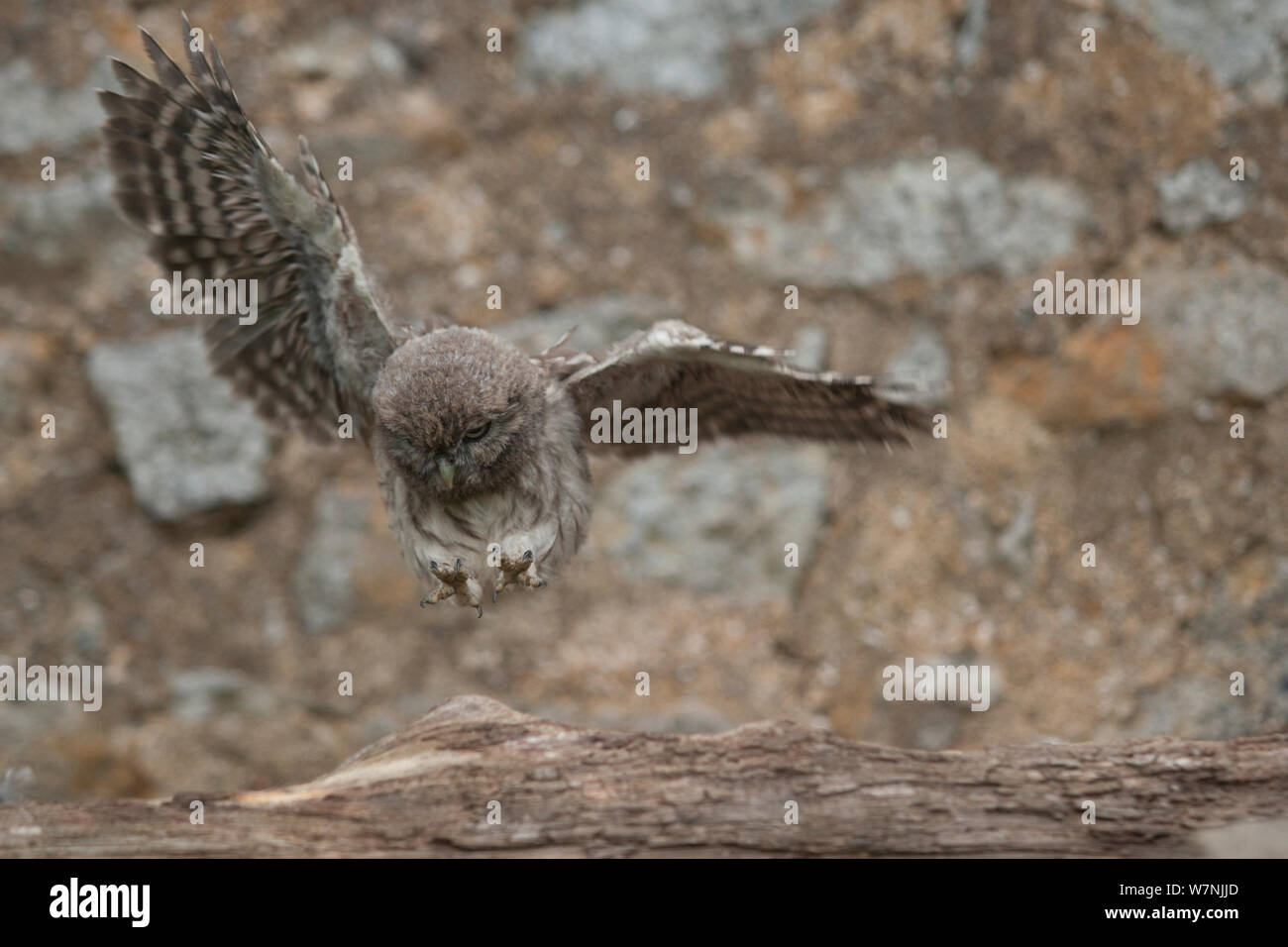Learning about birds hi-res stock photography and images - Alamy